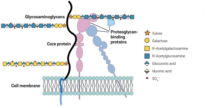 Reaction cascade modifies proteins