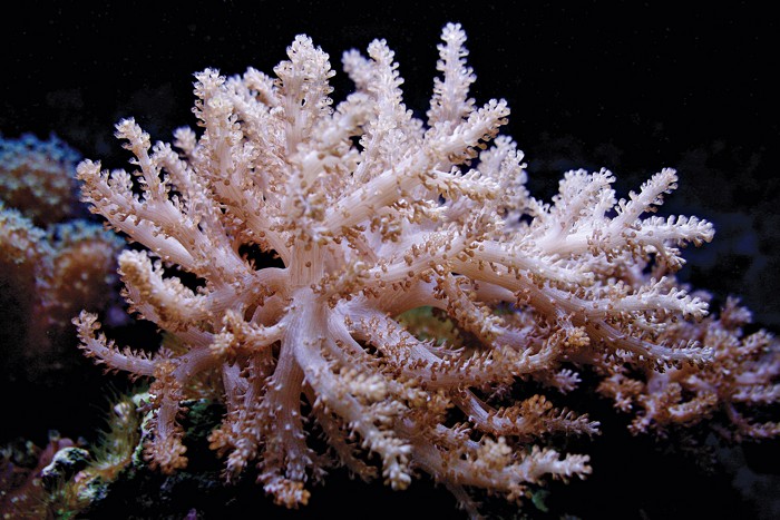 Soft corals are the first animals found to make complex terpenes