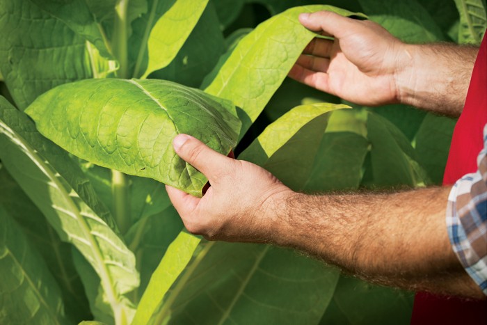 Tobacco firm BAT to make pharmaceuticals