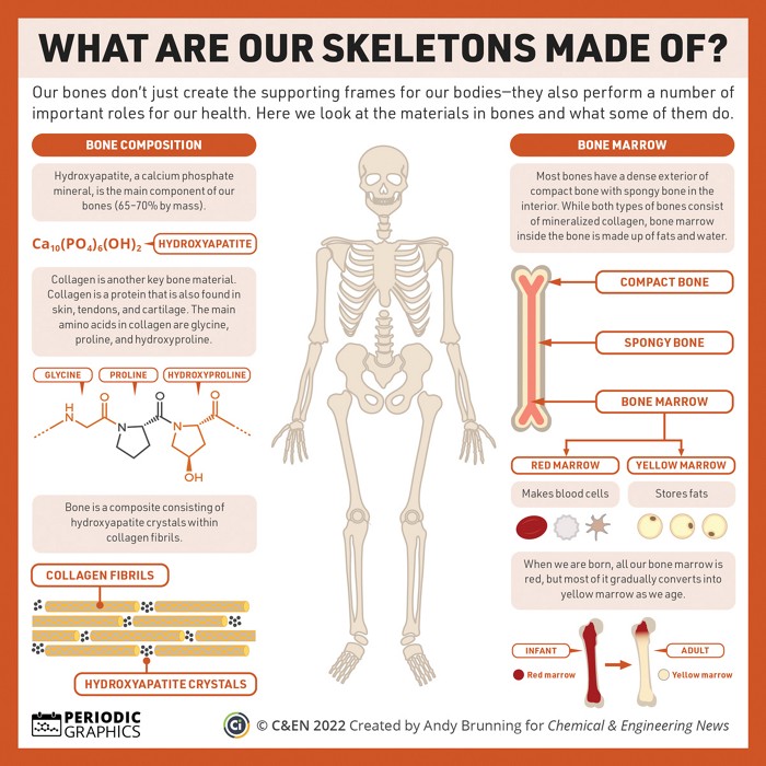 Periodic Graphics: What are our skeletons made of?
