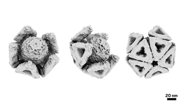 These DNA nanoshells trap a broad spectrum of viruses