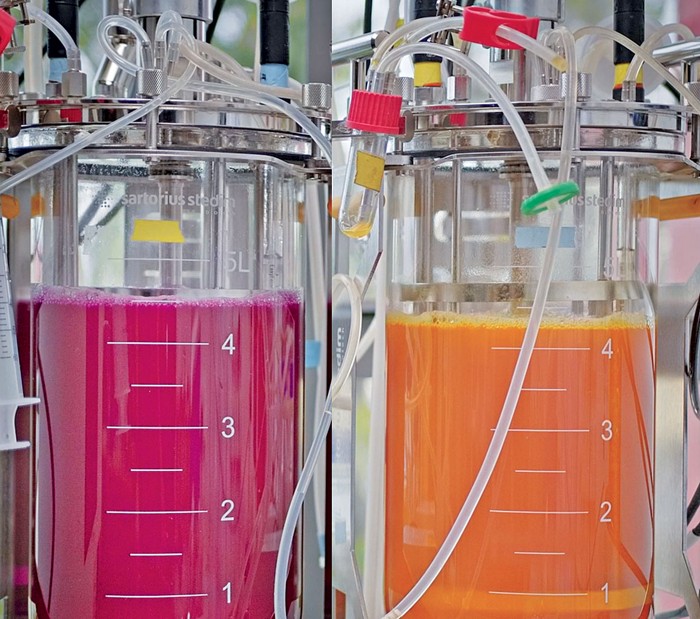 Phytolon, Ginkgo target natural food colors