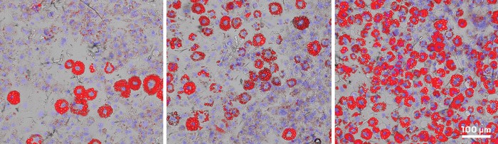 Extracts from plastic products induce fat cell formation in cell culture