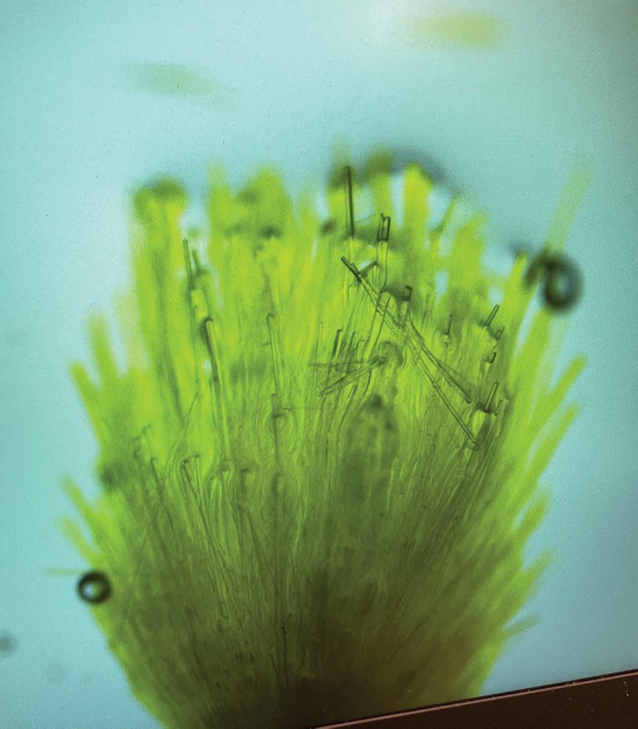 Argon reacts with nickel under pressure-cooker conditions
