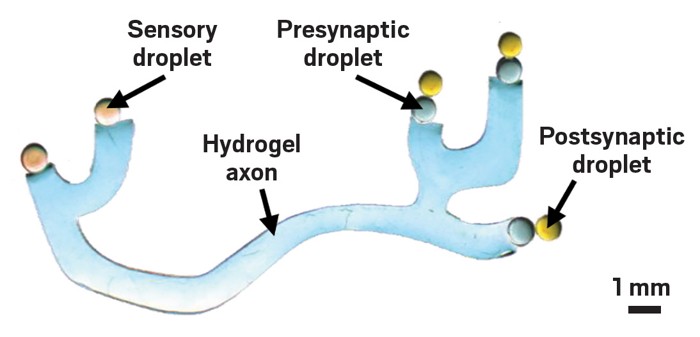 Synthetic nerve transmits signals
