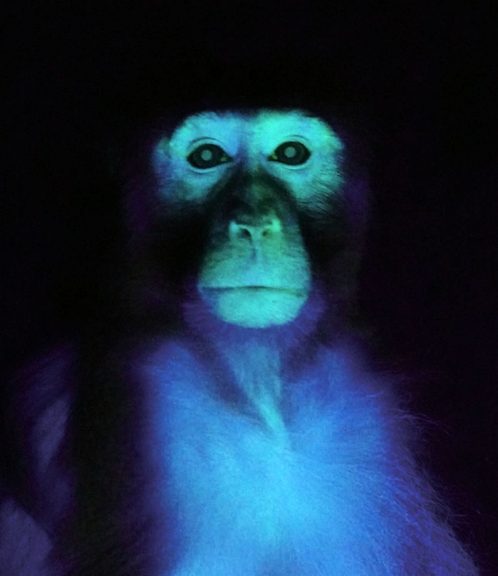 Chemistry in Pictures: Glow monkey