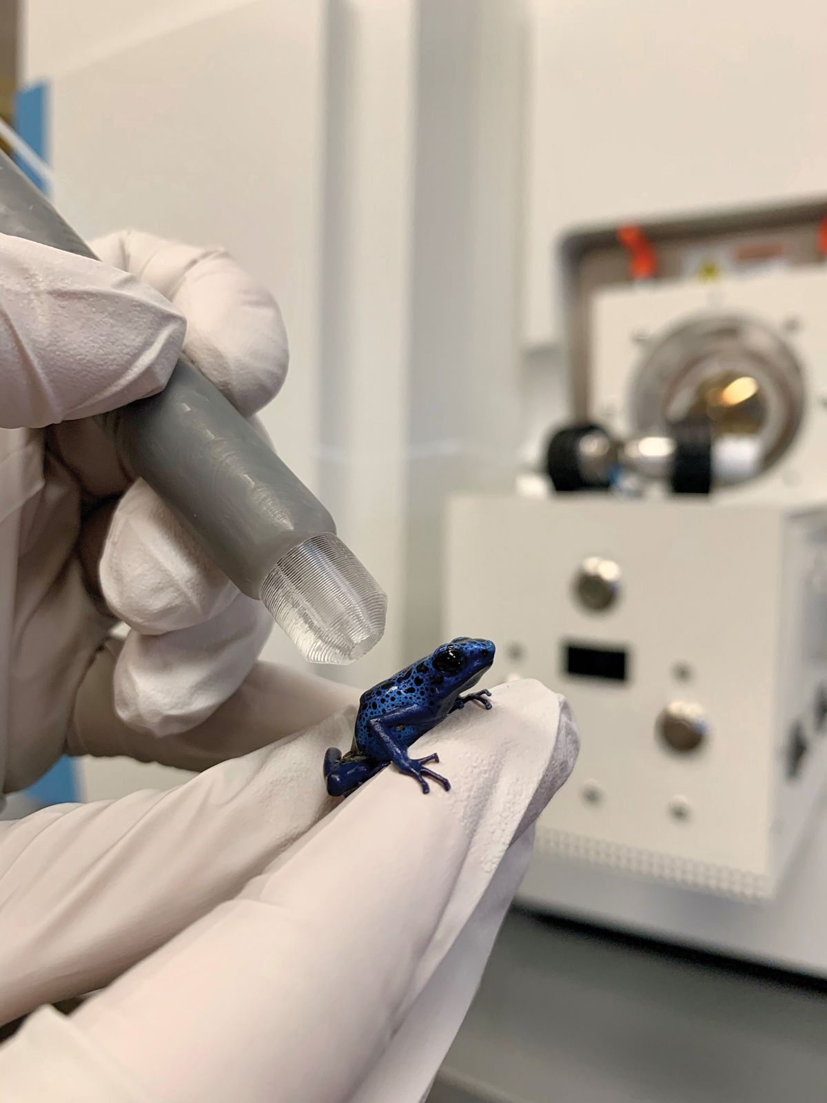 Star-Fruit-Shaped Gold Nanoparticles