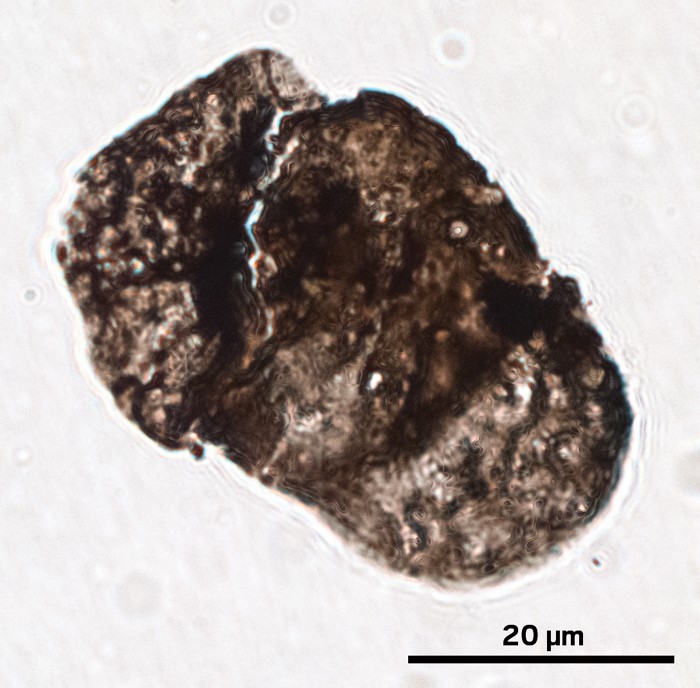 Fossilized pollen provides a glimpse of Earth’s broiling past
