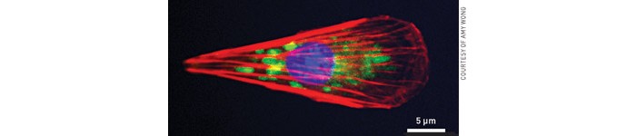 Whitesides Named Priestley Medalist