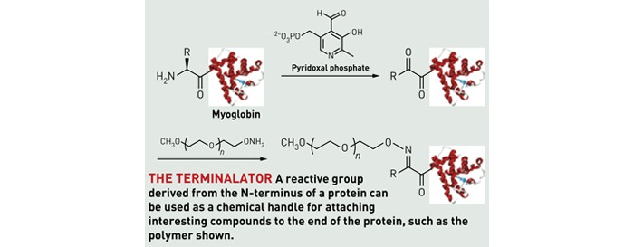 Protein-Control-Modification
