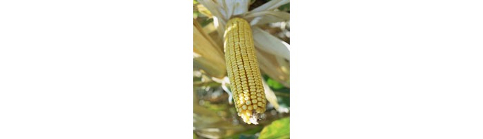 Dupont, Syngenta Plan Bioinitiatives