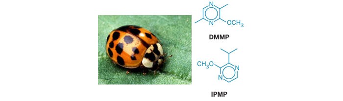Why Ladybugs Smell Bad