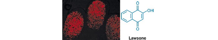 Detecting Fingerprints with Lawsone