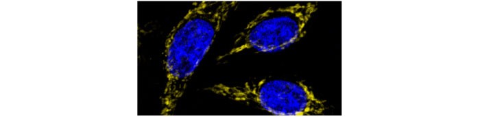 Visualizing Hydrogen Peroxide