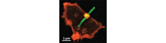 New Bacterial Exit Strategy