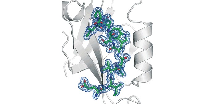 Peptide Disciplines Dishevelled Protein