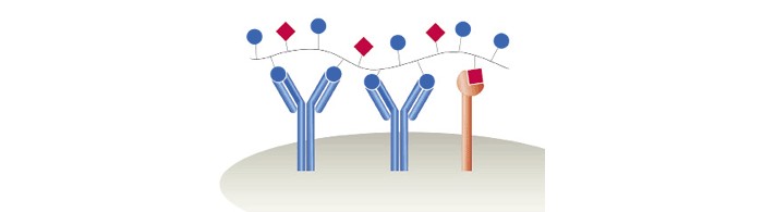 Immunity Mechanism Revealed