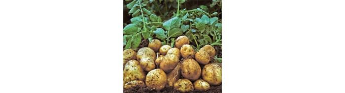 BASF Wins EC Okay For Transgenic Potato
