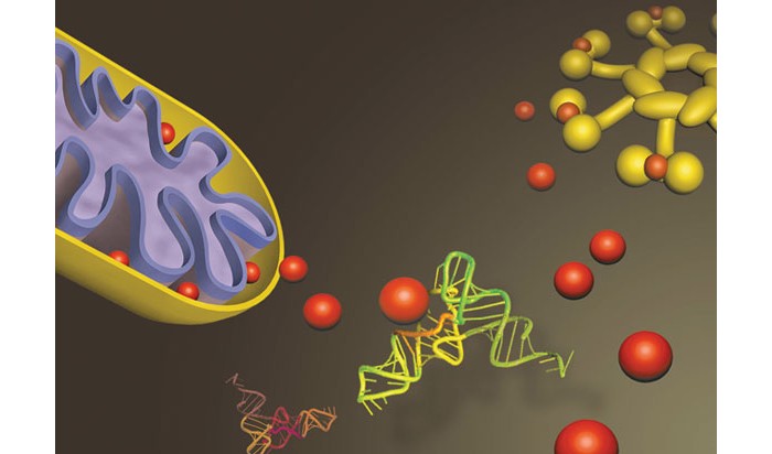 New Function For tRNA