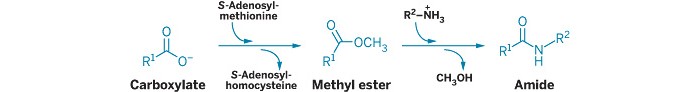 Different Amide Biosynthesis Route