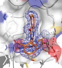 Peptide-Disciplines-Dishevelled-Protein