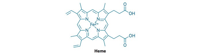 Free Heme Promotes Severe Sepsis