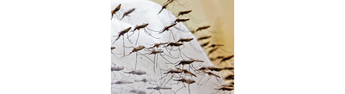 Bayer To Research Smell In Insects