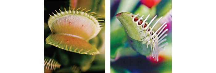 Venus Flytrap’s Eating Habits