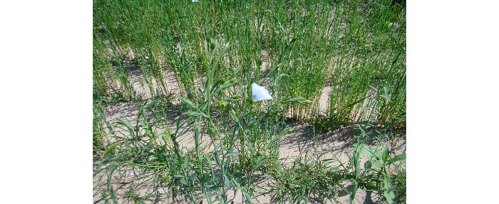 How Crops Battle Nuclear Fallout