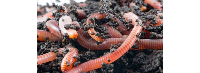 Nanoparticles Worm Their Way Into The Food Web