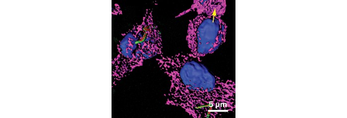 And Can Now Enter The Spotlight For In-Cell Detection