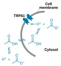 Castor-Oil-Mechanism-Revealed