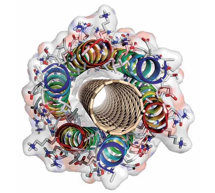 Peptide-Nanotube Assemblies Create Superstructures
