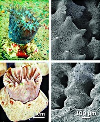 Ocean Acidification Threatens Economies And Marine Life