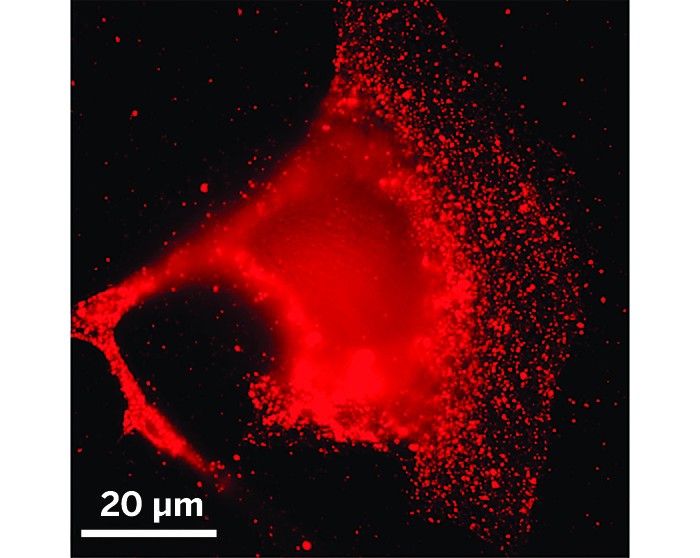 Metal Nanoparticles Can Be Used As Universal Probe For Many Imaging Methods