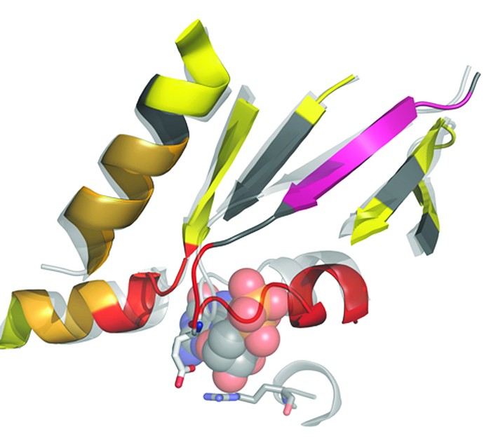 Protein Signaling In Motion
