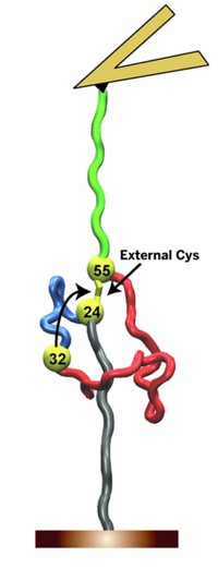 Twist-DNA-Base-Pairing