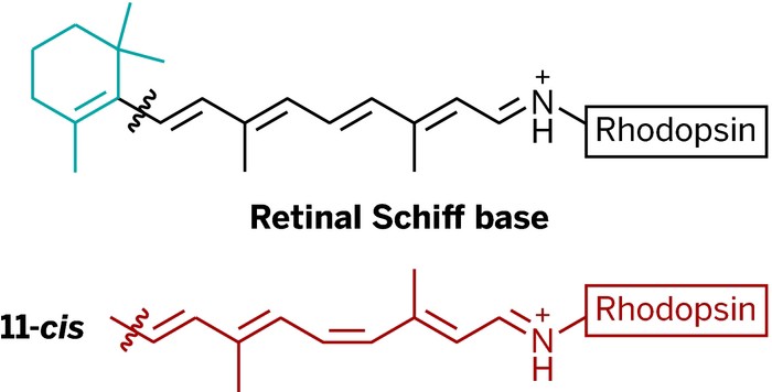 Eyes-11-cis-Retinal