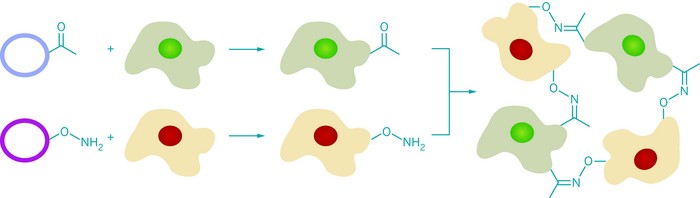 Lipid-Fusion-Modifies-Cell-Surfaces
