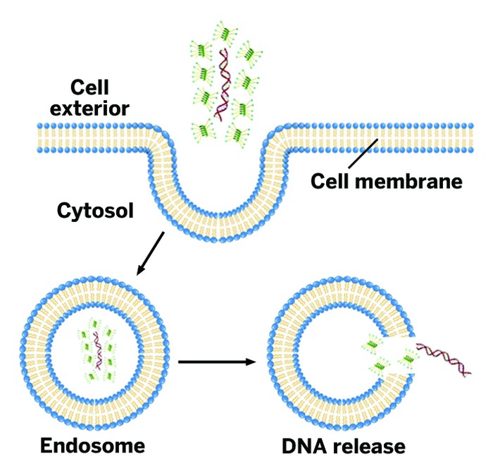 Promising-Agents-Gene-Delivery