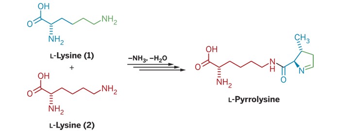 Pyrrolysine Synthesis Revealed
