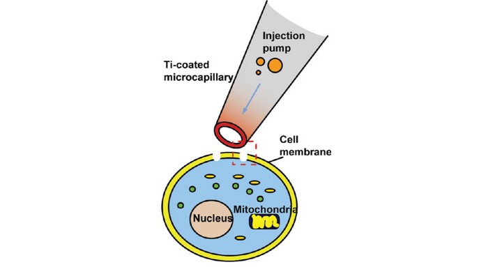 Cargo Delivery To Cells Gets Supersized