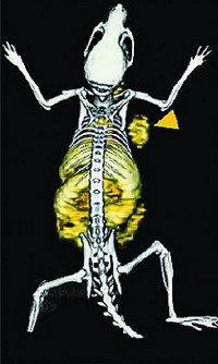 New dyes improve bioimaging in mice