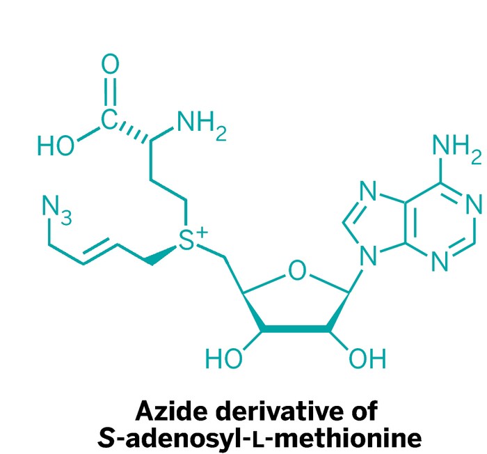 Trapping Targets Of Methylating Enzymes