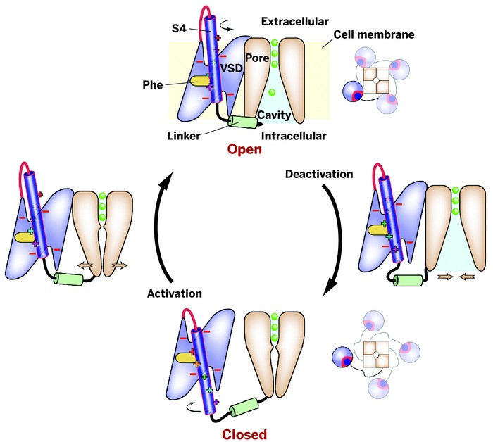 Ion Channel In Motion