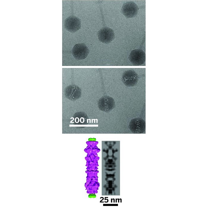 Irradiation-Bubbles-Improve-Virus-Imaging