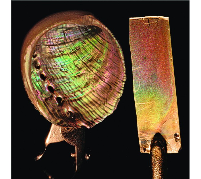 A Knack For Making Nacre