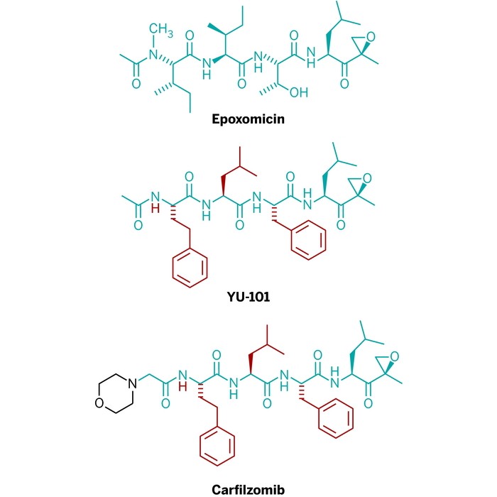 Carfilzomib: From Discovery To Drug