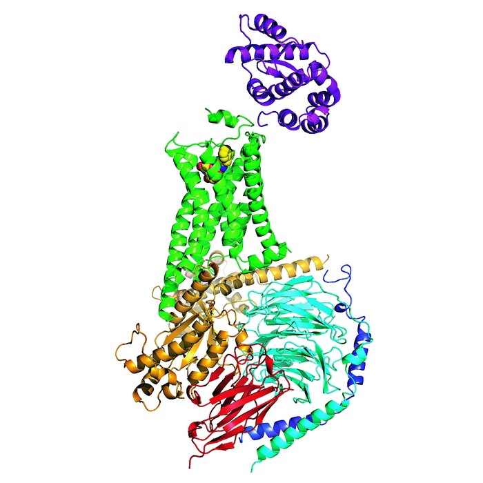 Robert J. Lefkowitz And Brian K. Kobilka Win 2012 Nobel Prize In Chemistry