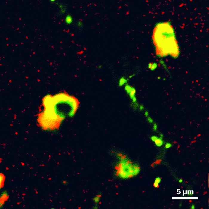 CARS Microscopy, A New Window Into Geochemistry